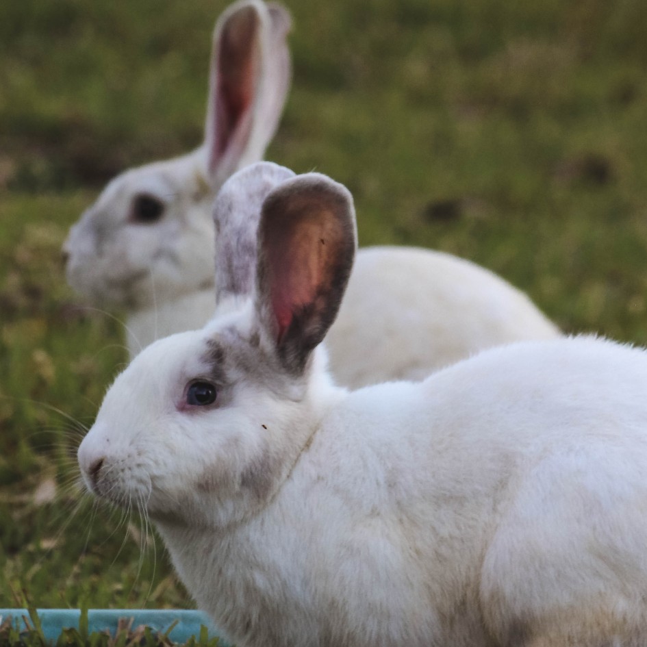 Livestock farming | AGK Agrotech