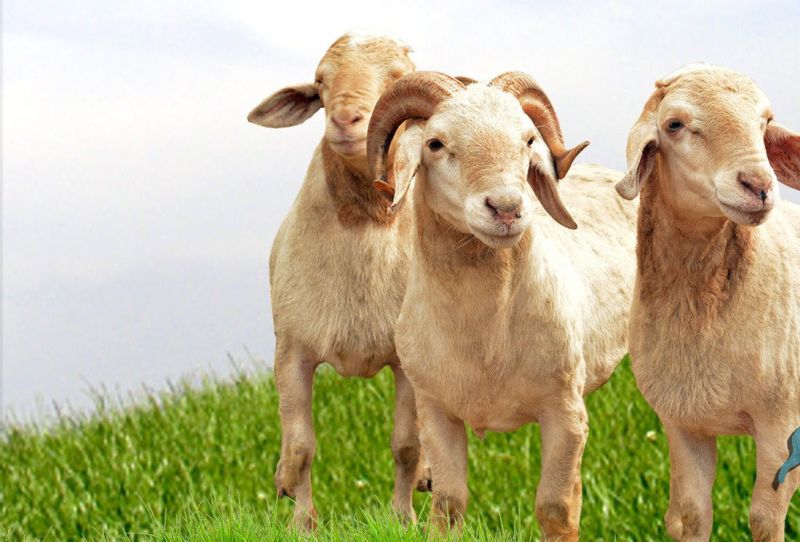 AGK Agrotech | Transforming Farming in India